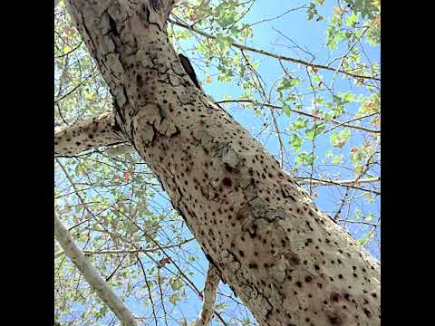 368 Trees vs. Invasive Shot Hole Borers