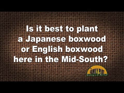 Q&A – Is it best to plant Japanese boxwood or English boxwood in the Mid-South?
