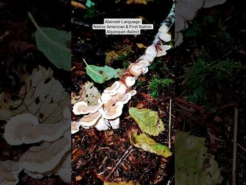 Where are those mushrooms? On the branch. Abenaki Language #abenaki #tôni #mushroom #turkeytail