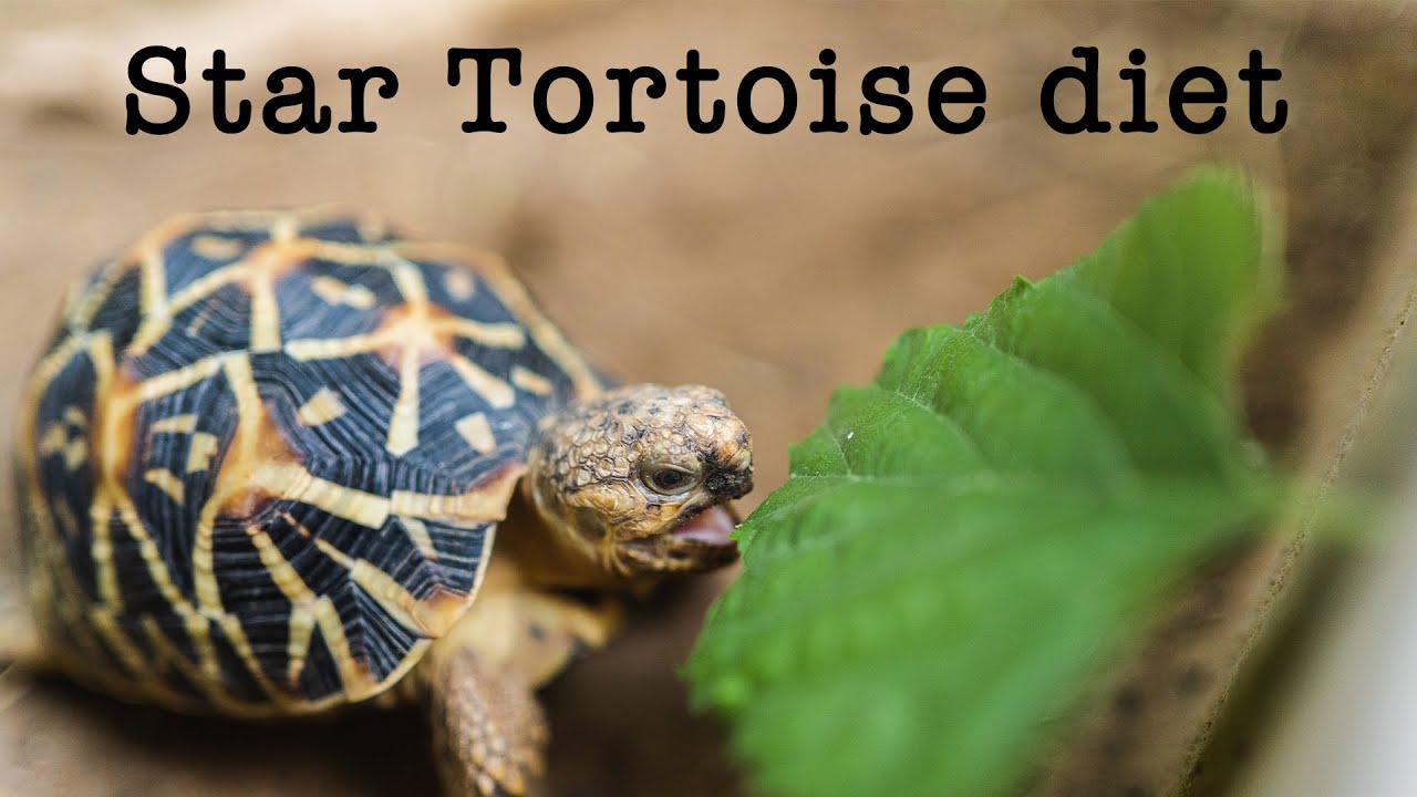 Indian Star Tortoise diet | The most detailed diet list for Indian Star Tortoise