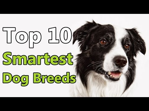 Top 10 dog breeds | Top 10 smartest Dog Breeds in the World