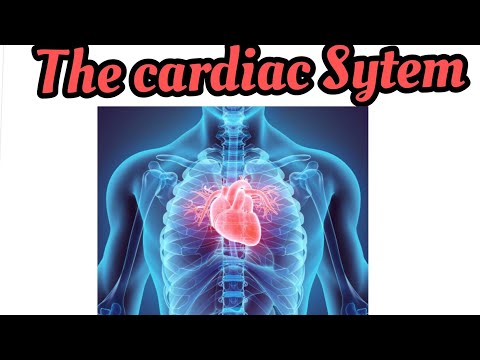 Function of heart | Cardiac system| #heartfunction