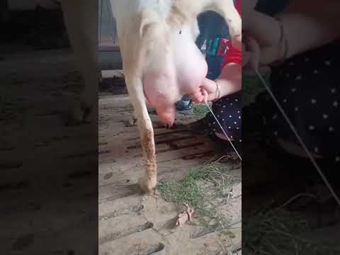 Hand milking test #shorts #youtubeshorts #viral #goat #sheep