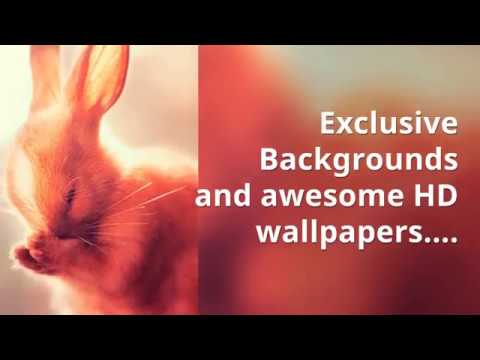 Cute Animal HD Wallpaper Apps"Cute Animal HD Wallpapers|Free Background"