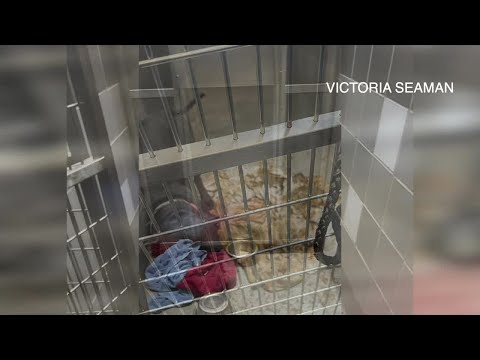 City of Las Vegas notifies Animal Foundation of Agreement violation following surprise inspection