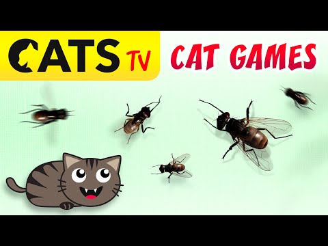 CAT GAMES - Catching HOUSEFLY 🙀🪰  3D crazy flies 60FPS [CATS TV]