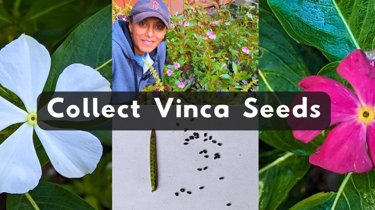 How To Collect Vinca Seeds 🌱 Harvest Store Save