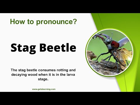 How to pronounce Stag Beetle in English correctly