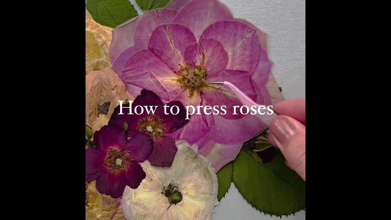 Learn How to Press Flowers
