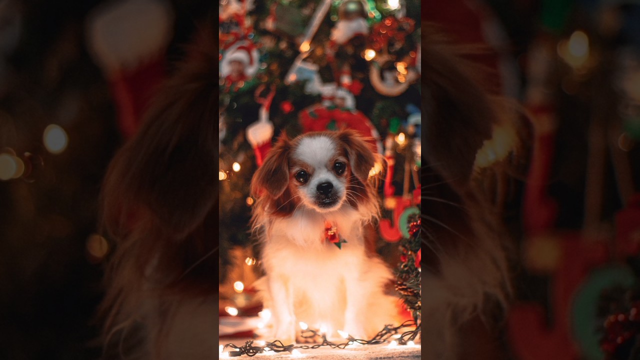 cute puppy #HD wallpaper#