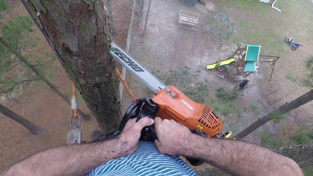 Pine Tree Removal - No Editing - Tree Climber