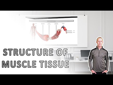 The basic structure of skeletal muscle