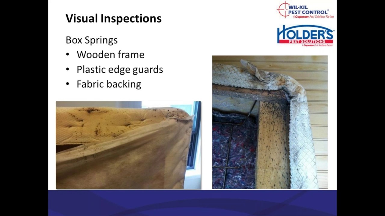 Wil-Kil Pest Control: Techniques for Bed Bug Identification and Inspection