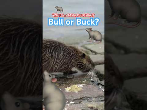 🐀 What is a Male Rat Called in English? Bull or Buck? Or Both?! What is a Buck? #buck #animals #esl