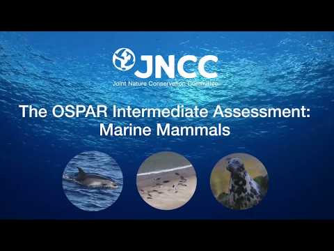 JNCC Marine Assessment - Marine Mammals