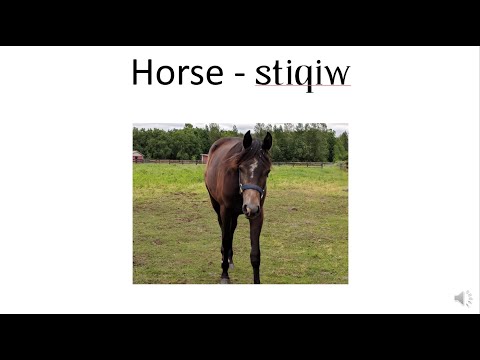 tuwaduq Words of Day - Horse and Foal