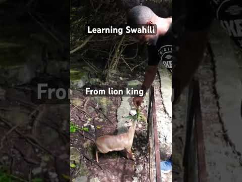 If you want to learn Swahili just watch lion king. #travel #zanzibartours #zanzibarisland