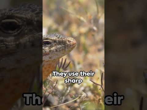 Armadillo Armor: The Flexible Fortress
