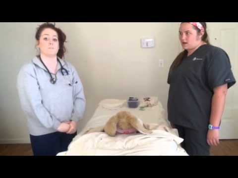 post mortem care hp mc