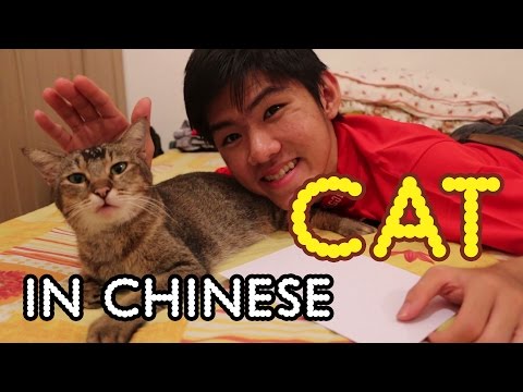 How to Say 猫 Cat in Chinese | Speed Mandarin Lesson
