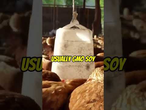 The Benefits of Organic, Pasture Raised Eggs Exploring Options for a Healthier Choice