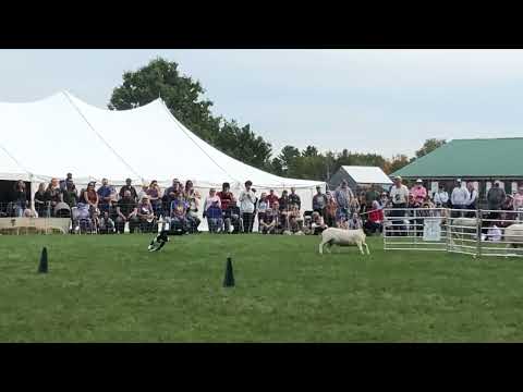 Sheep dog demonstration at the 2022 Common Ground Fair in Unity, Maine