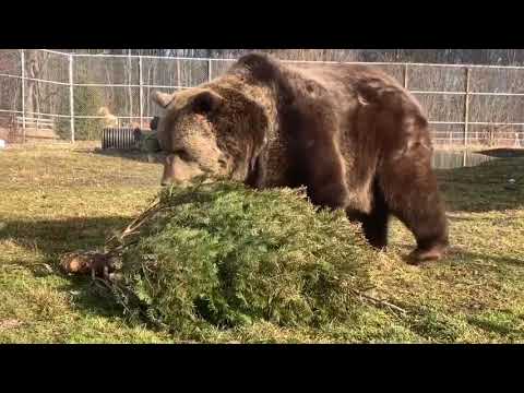 Randy is having a heckuva good time tossing that tree around and playing with it. Pretty cute Randy.