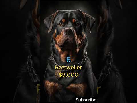 #top10 Costliest Dog Breeds in the World