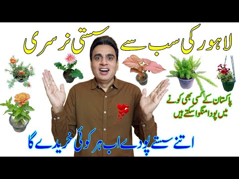 The Cheapest Plant Nursery in Lahore | Everyone Will Buy Such Cheap Plants Now