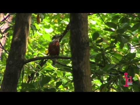 The Importance of Mangrove Forests: Trinidad and Tobago