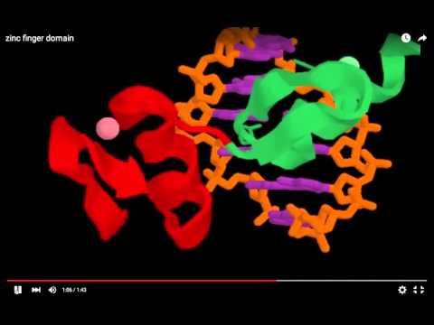 Unit6A Eukaryotic Transcription Factors