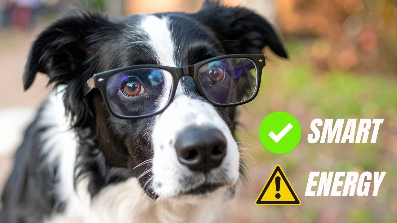 Border Collie 101: EVERYTHING You Need To Know BEFORE Getting One