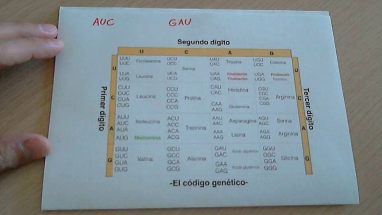 El código genético (nucleótidos y aminoácidos)
