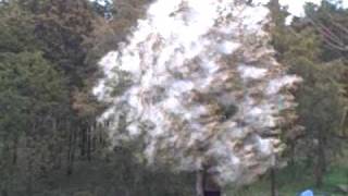 Tree Explodes With Pollen