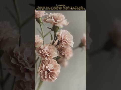 Blooming Beauty: The Captivating World of Carnations | Floral Elegance Unveiled | 5 Points of Beauty