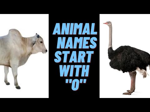 Animal Names | Learn Animals Names with O | Animals for kids | Best Learning Video for Kids