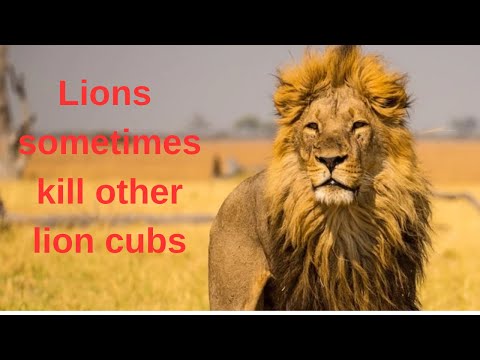 7 Things You Didn't Know About Lions