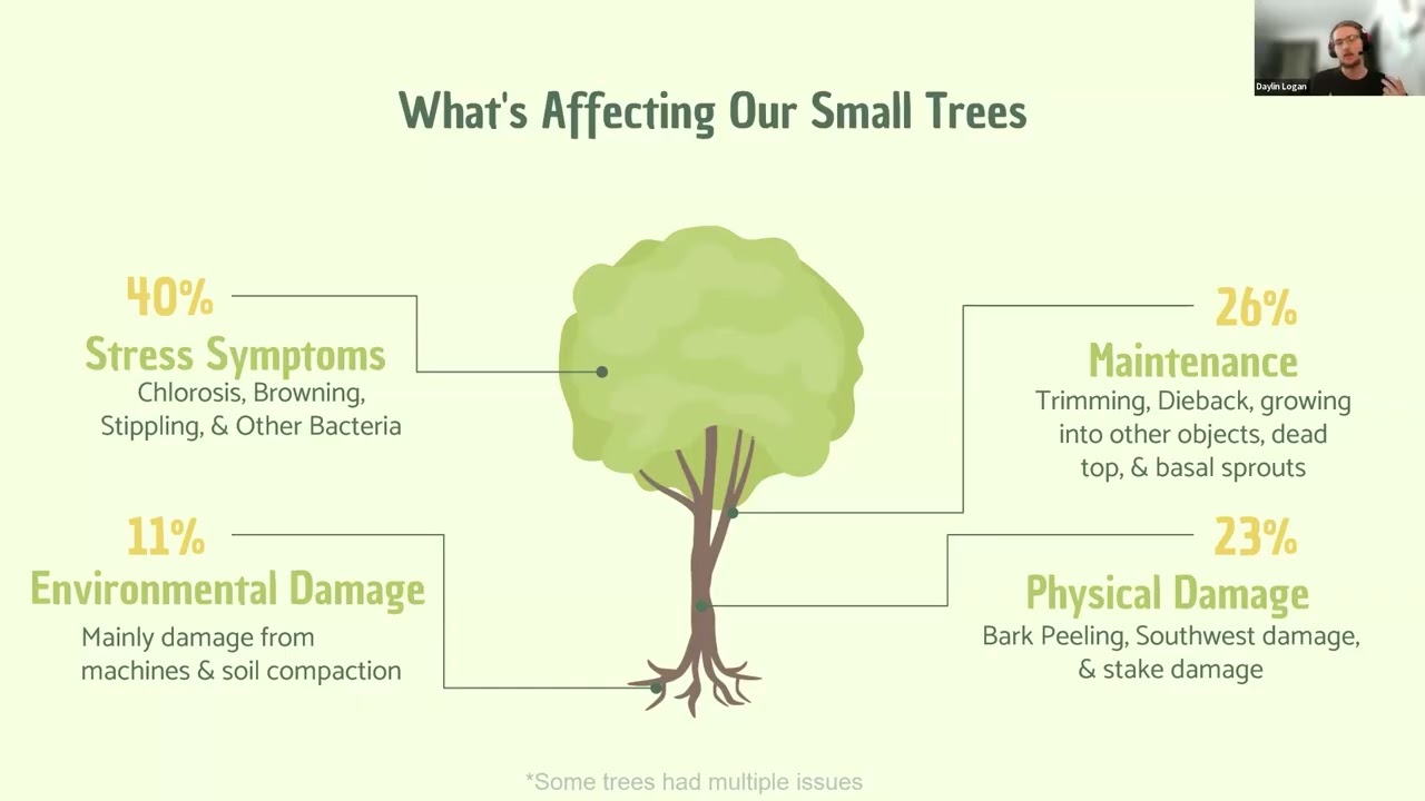 Spokane's Small Trees