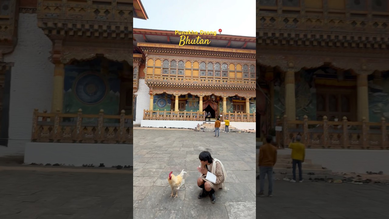 🐓 in Punakha Dzong #bhutan #travel #simplybhutan #peaceful #toursandtravel # #vacation