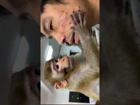 ASMR monkey grooming remove and eating pimple popping on man face