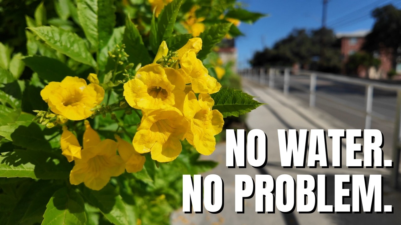 7 Texas Native Plants You Can't Kill