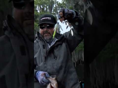 Quick shad spawn limit for Greg Hackney