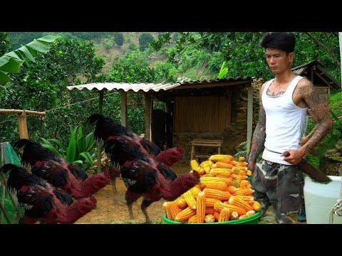 The gangster returned to his hometown to build a farm.