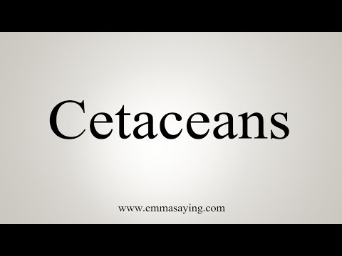 How To Say Cetaceans