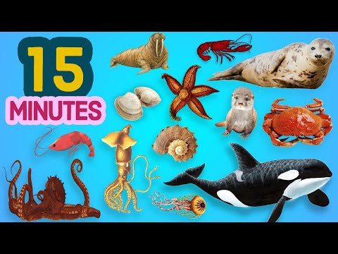 15 MINUTES SEA ANIMALS In English For Toddlers