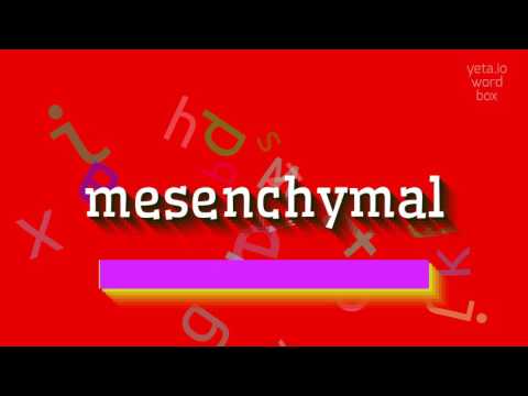 HOW TO SAY MESENCHYMAL?