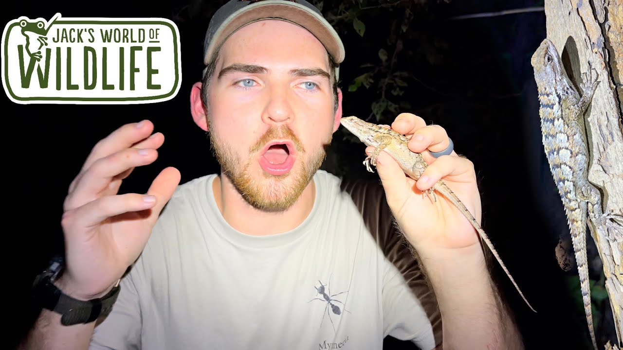 HUGE Spiny LIZARD CAUGHT on CAMERA!