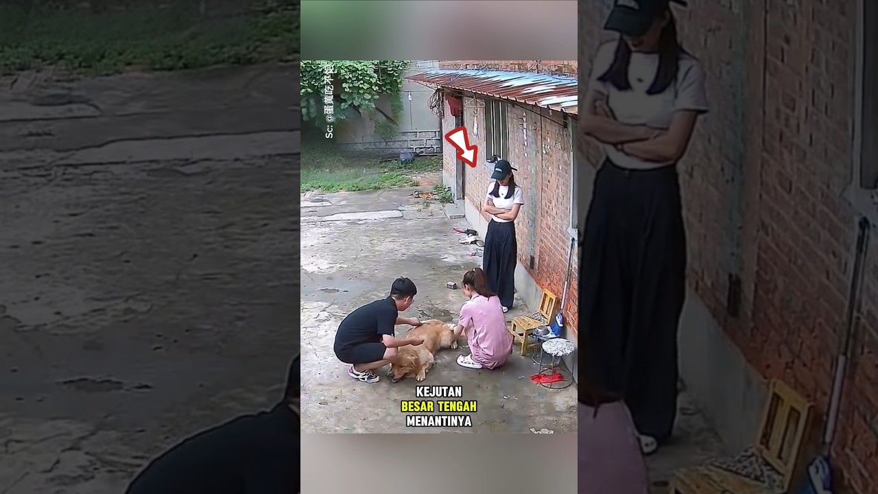 The touching moment when this dog finally met his owner again