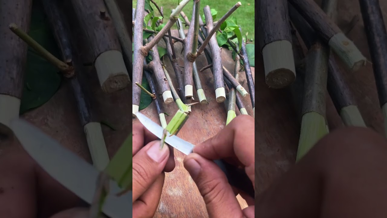 Tips menanam Bougenville - stek bougenville