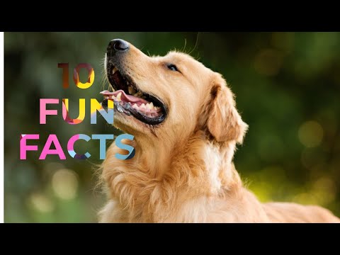 10 Golden Retriever fun facts